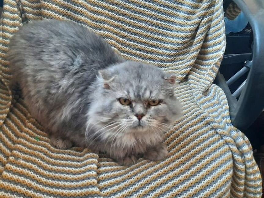 Кот Пушок