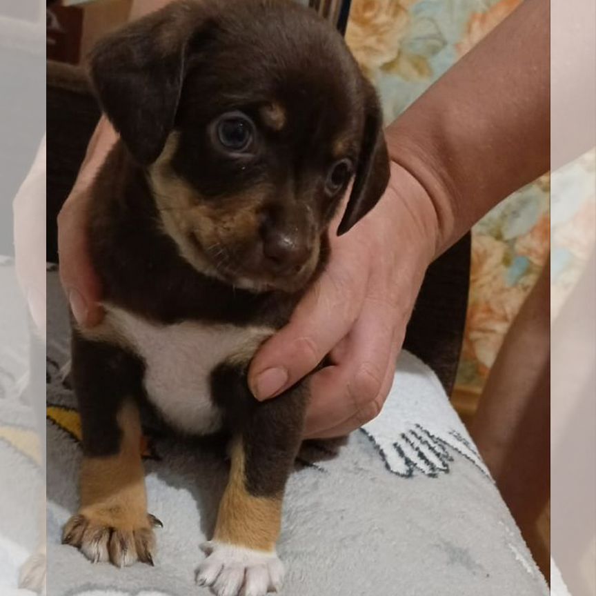 Русский той-терьер, щенок