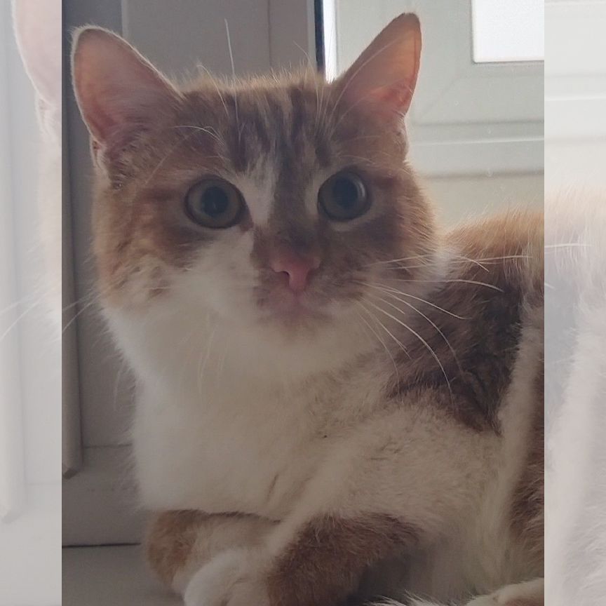 Котик замерзал на даче