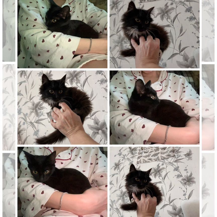 Котёнок в добрые руки