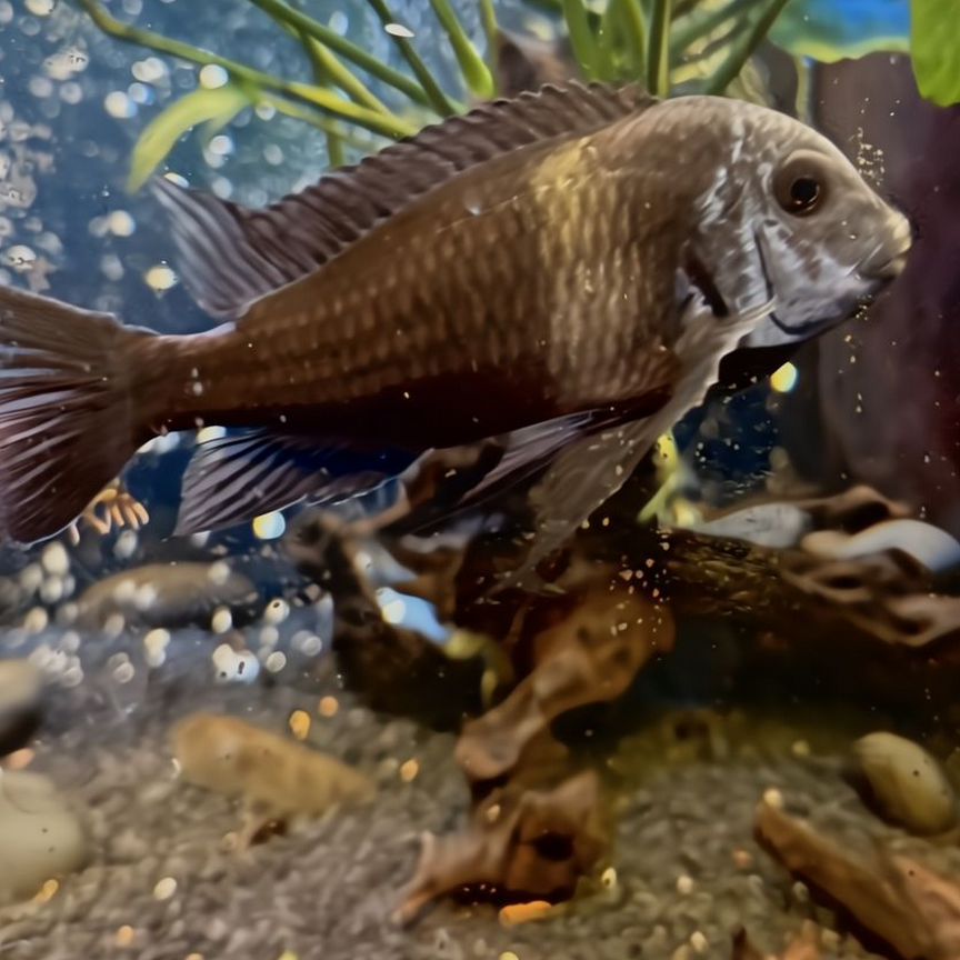 Трофеус звездчатый