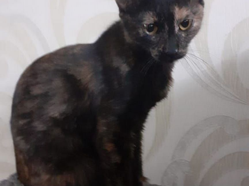 Котёнок Муза