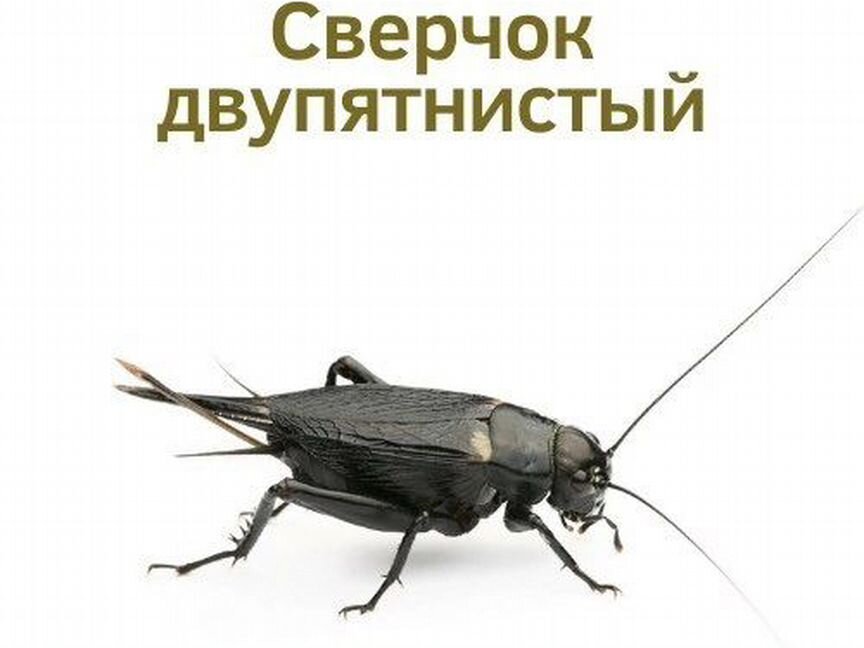 Сверчок двупятнистый живой (кормовая база)