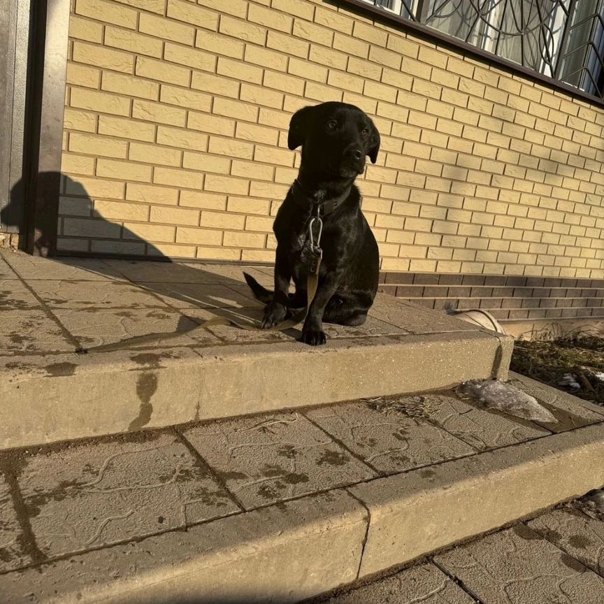 Собака в добрые руки