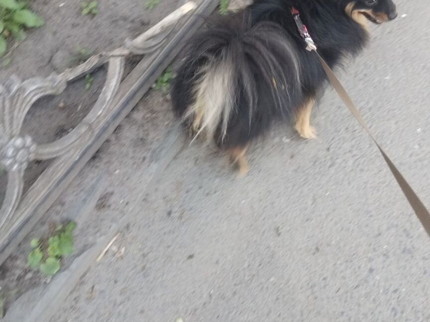 Немецкий шпиц 2 года