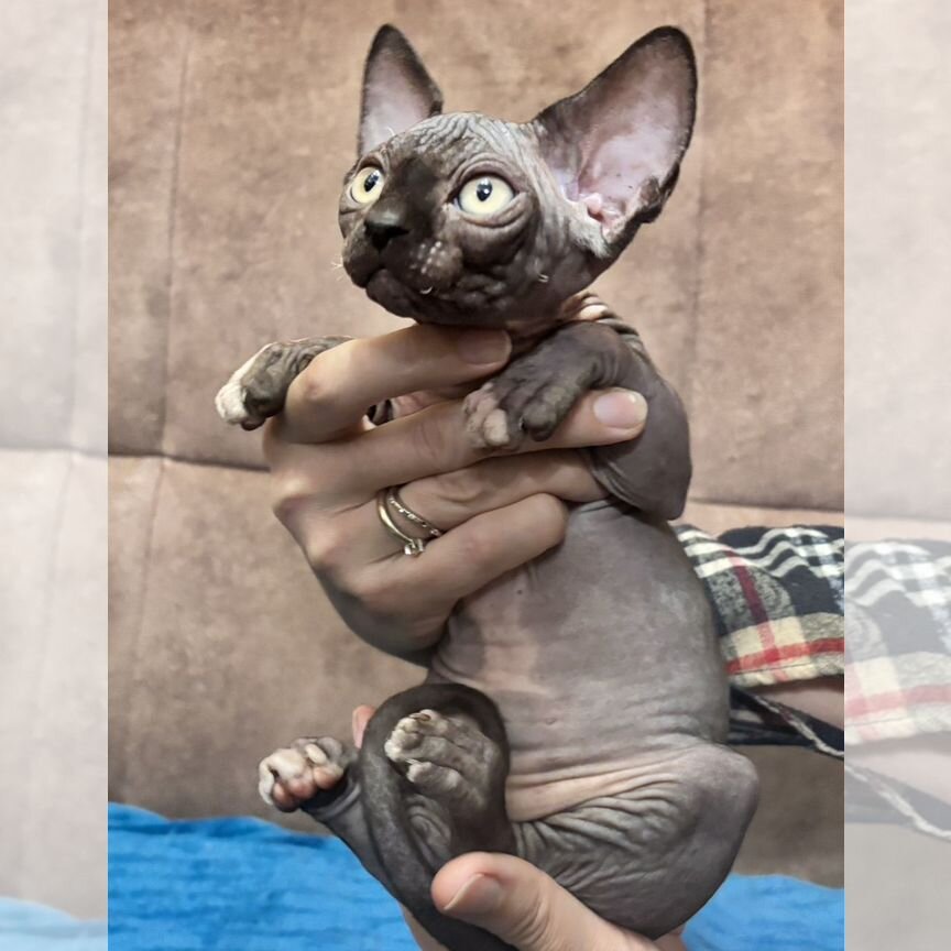 Канадский сфинкс котёнок