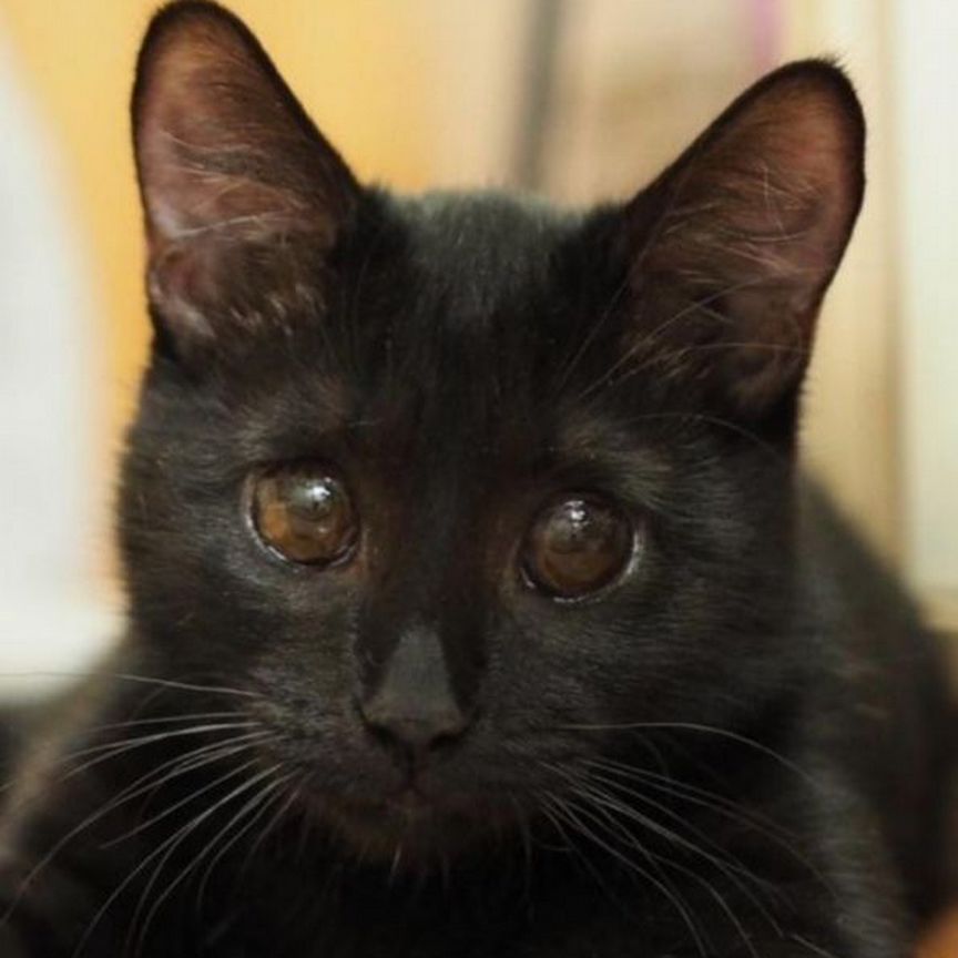 Ночка 6мес ищет дом