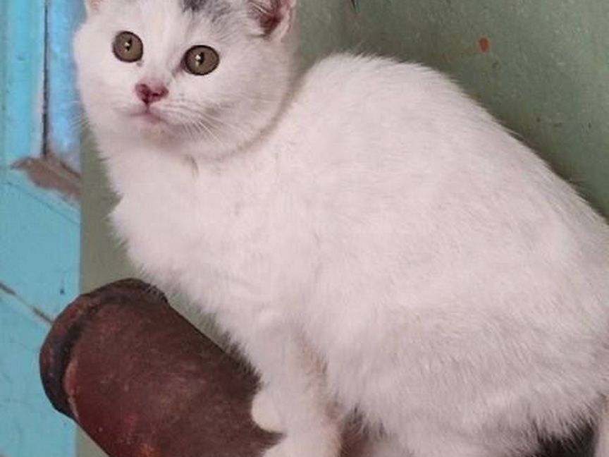 Девочка котенок в лучшие руки