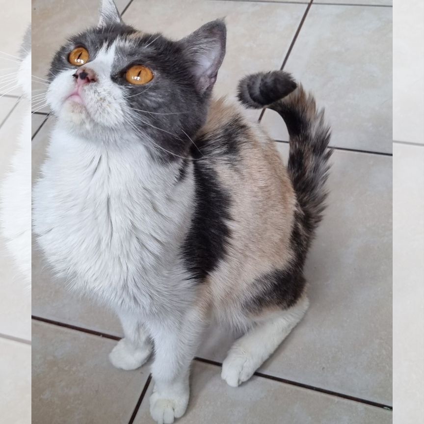 Шотландская прямоухая короткошёрстная, взрослая кошка