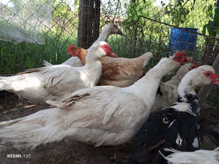 Мускусные утки тяжелые линии,петухи