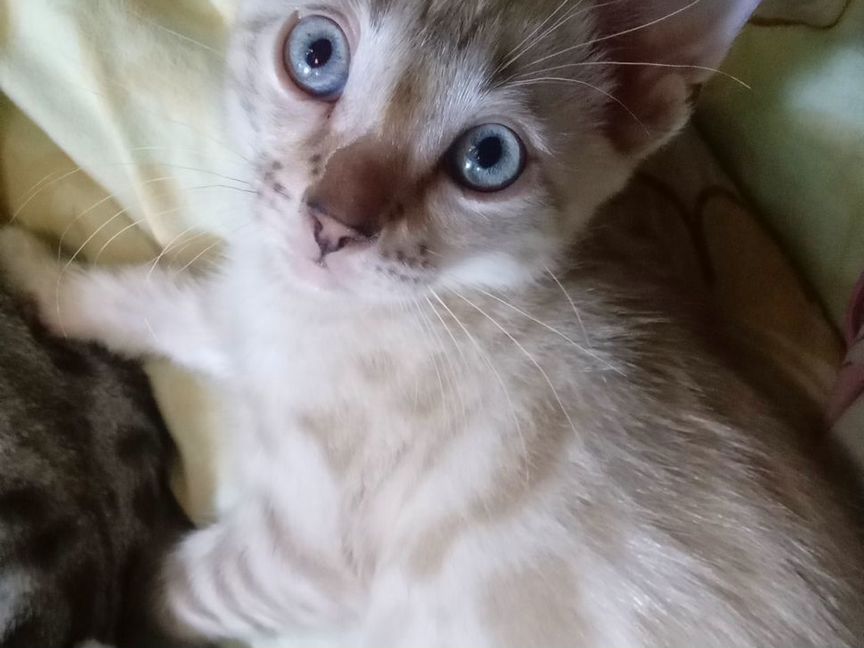 Бенгальские котята снежные