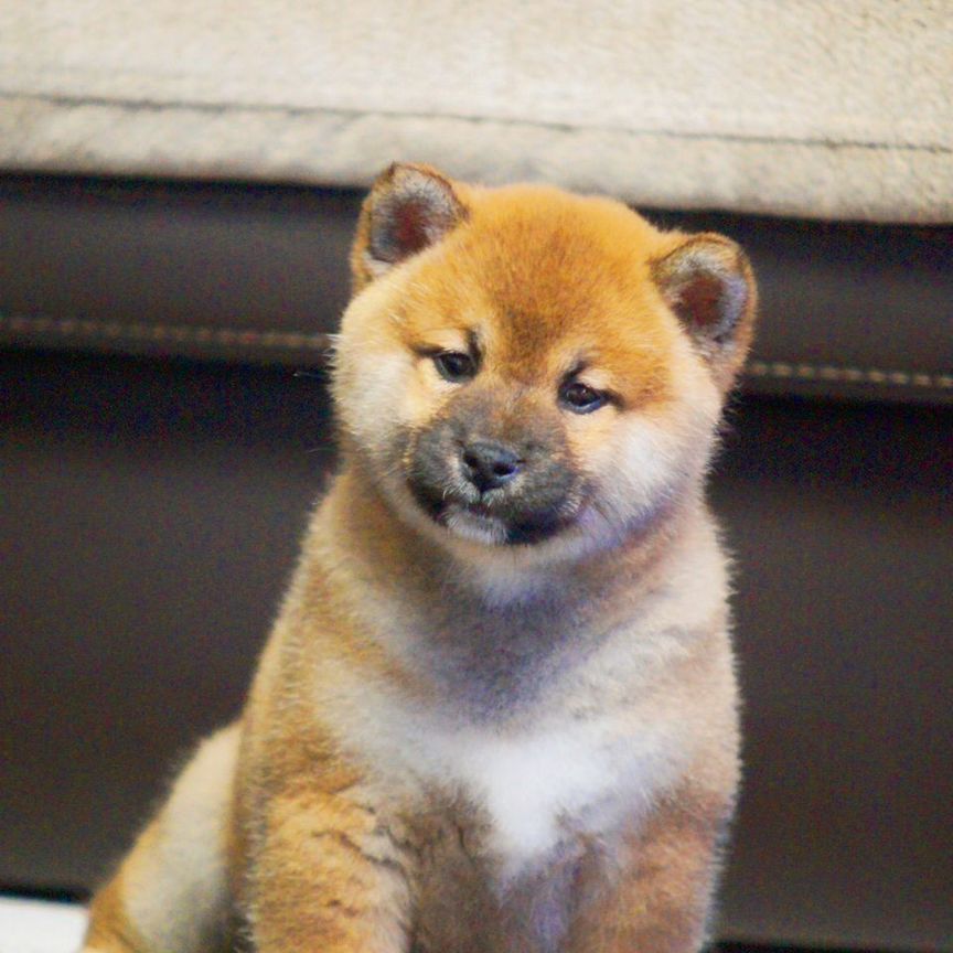 Сиба малыши /питомник