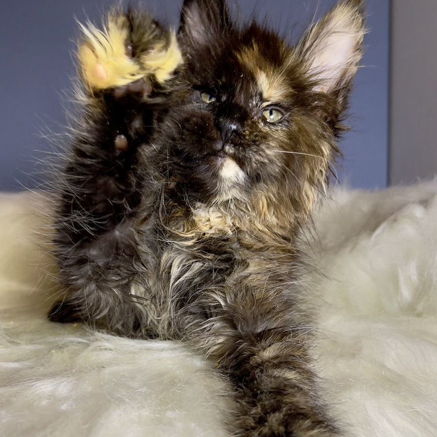 Мейн-кун девочка