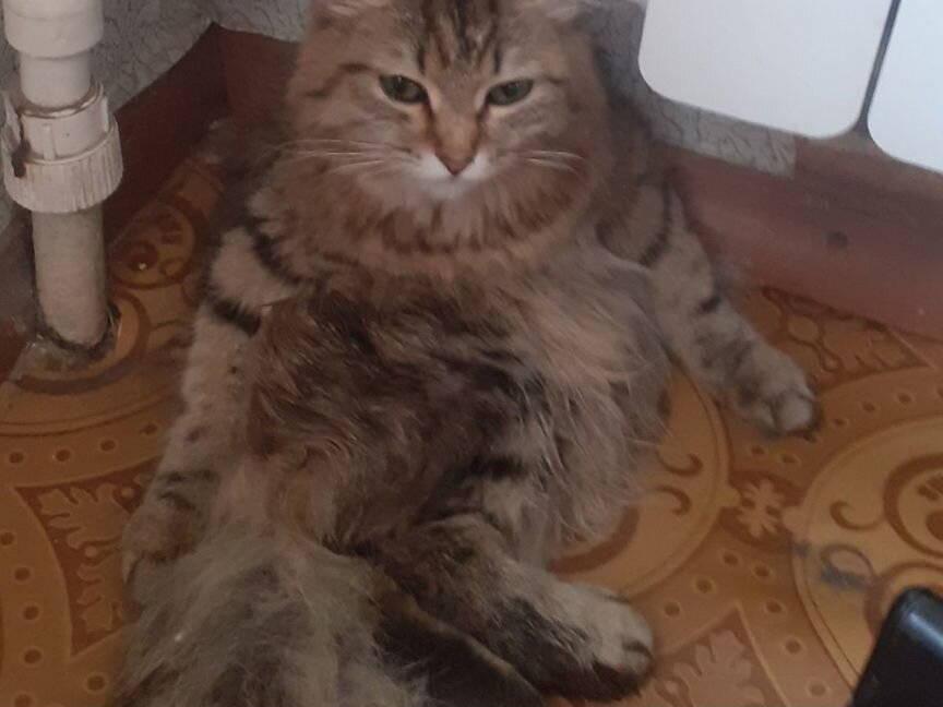 Найдена кошка