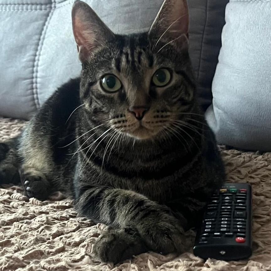 Кошка Тася в добрые руки