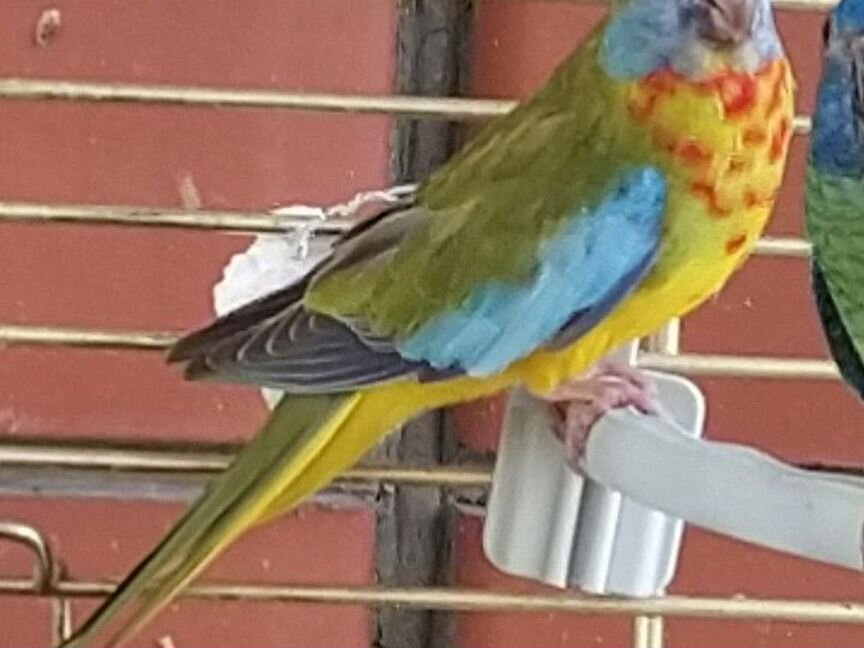 Глянцевый Попугай