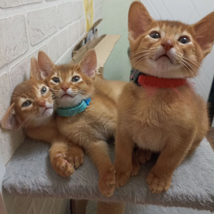 Абиссинский котёнок