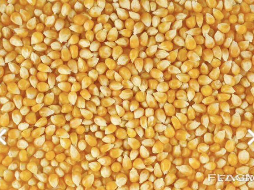 Кукуруза зерно