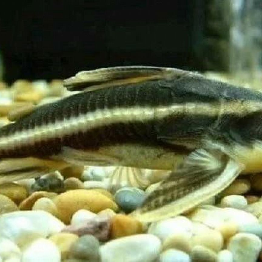 Сом платидорас