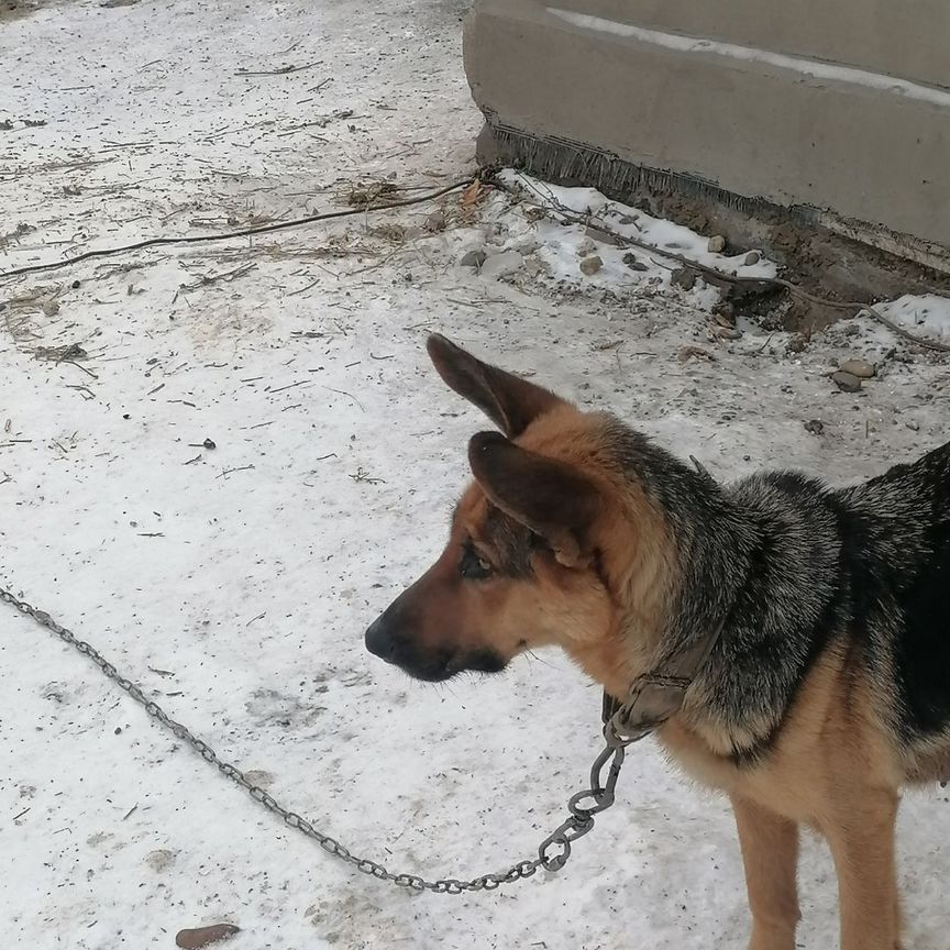 Щенки 1.5 мес