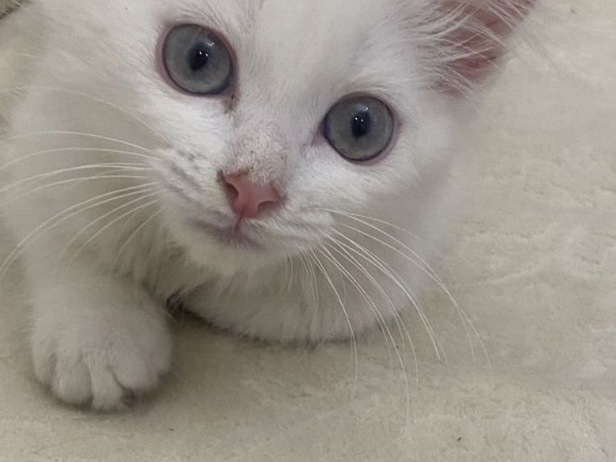 Кошечка блондинка в добрые руки