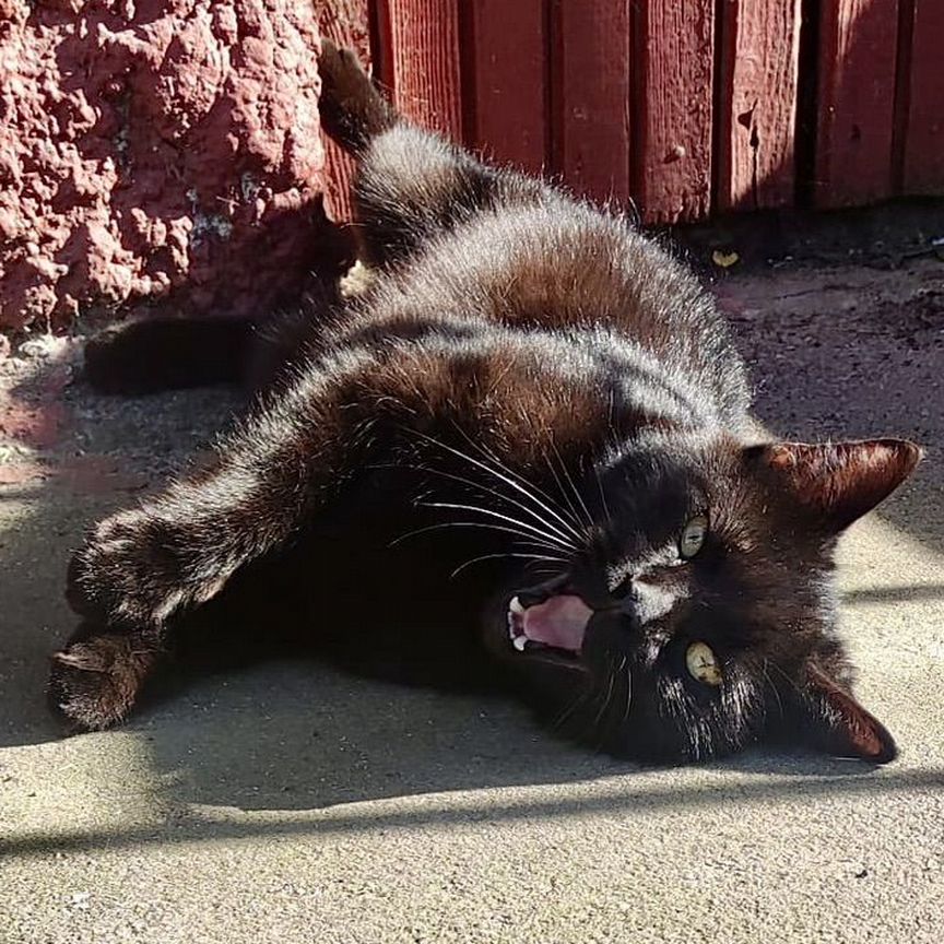 Роскошный котик