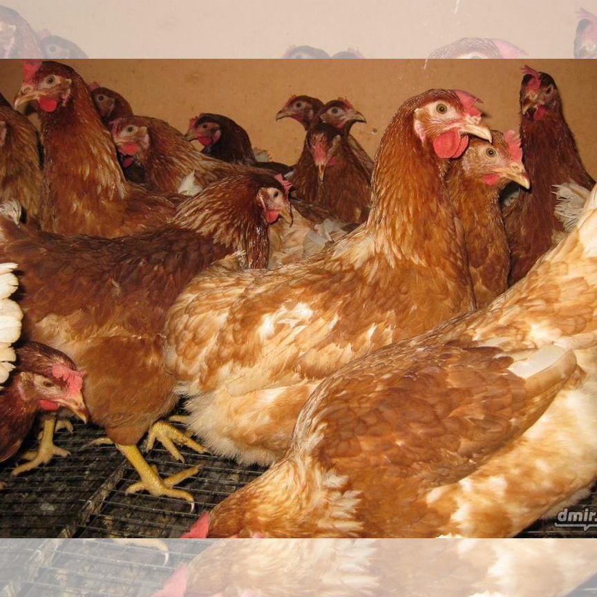 Куры несушки