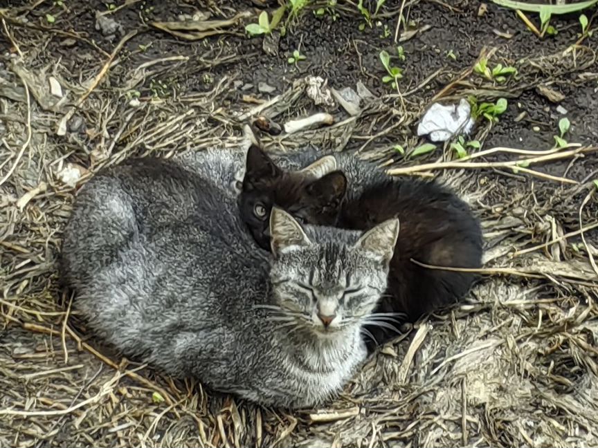 Котята в добрые руки