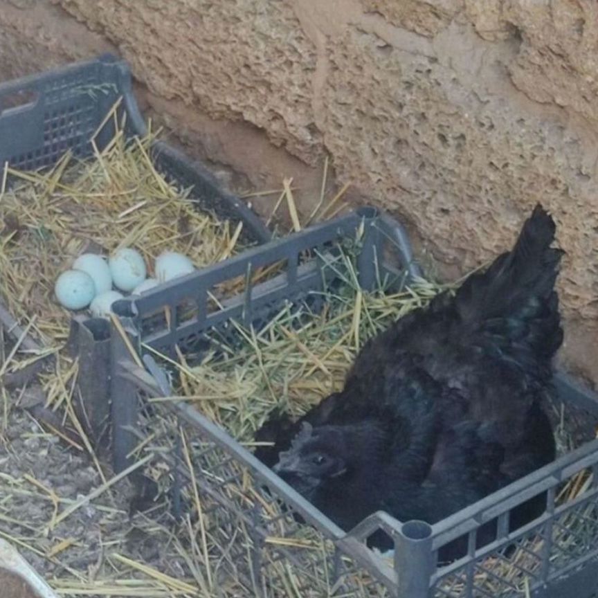 Инкубационное яйцо ухейилюй