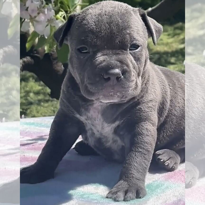 Американский булли, щенок