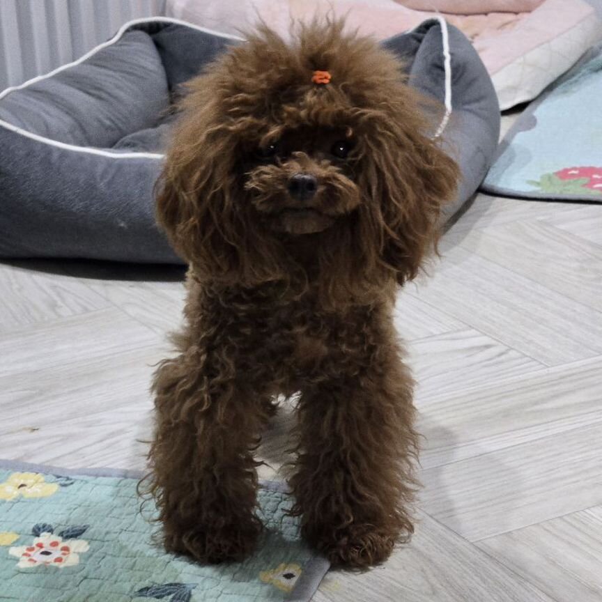 Той-пудель, взрослая собака