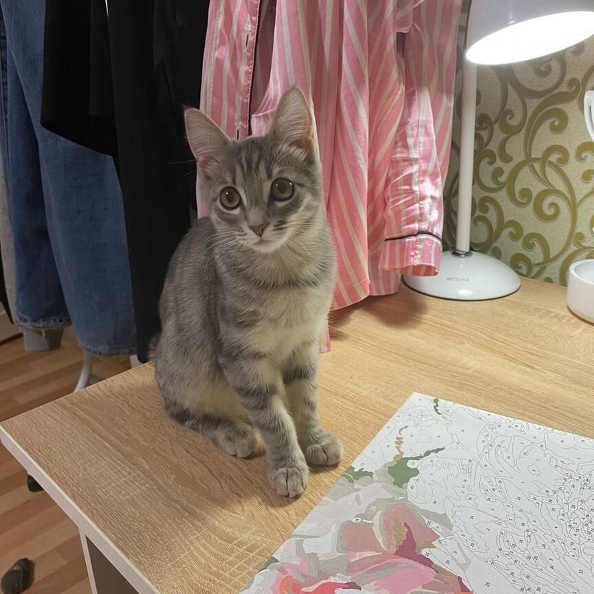 Милейшая кошка Леся