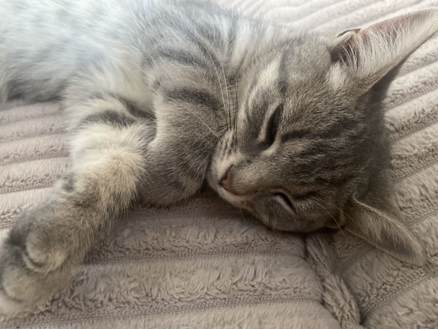 Маленькая серая мурлыка ждет своих хозяев