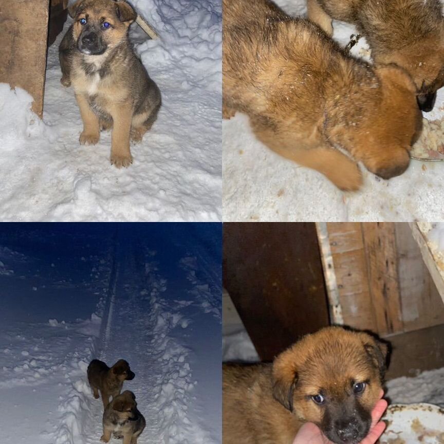 Щенок в добрые руки бесплатно