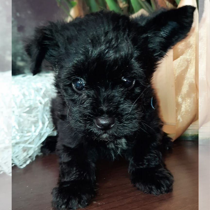 Черный йорк