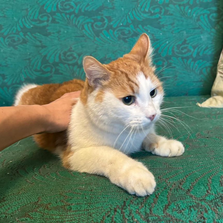 Старые котики в добрые руки