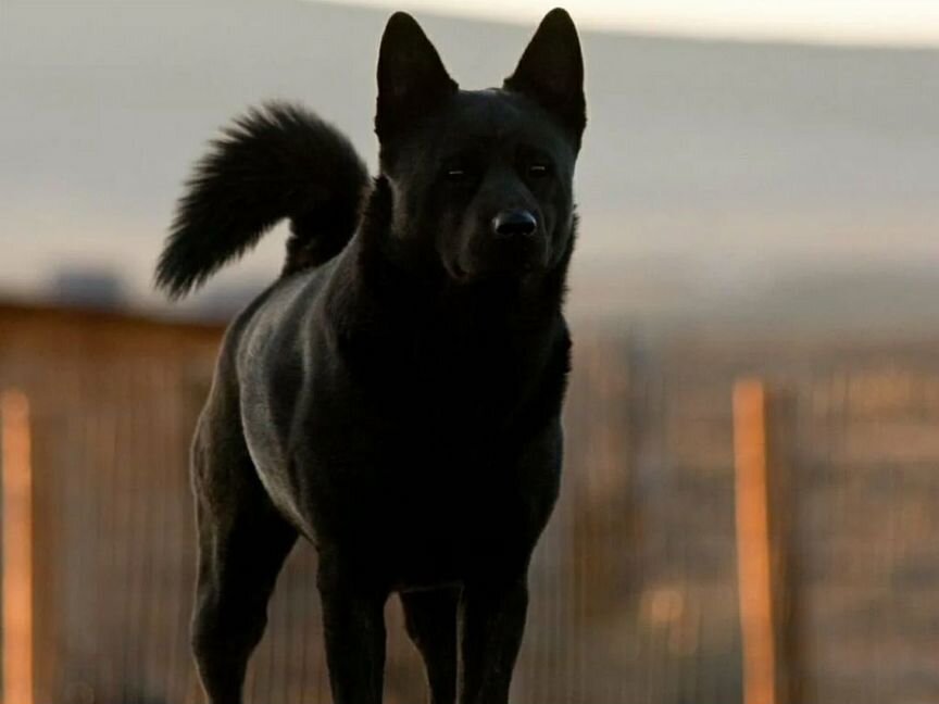 Отдам в добрые руки охранника