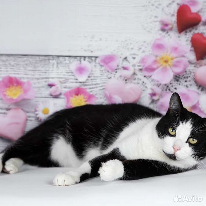 Чёрно-белый котик Феликс в добрые руки