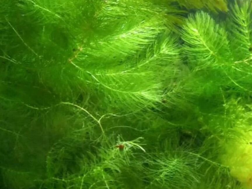 Аквариумная прополка трава