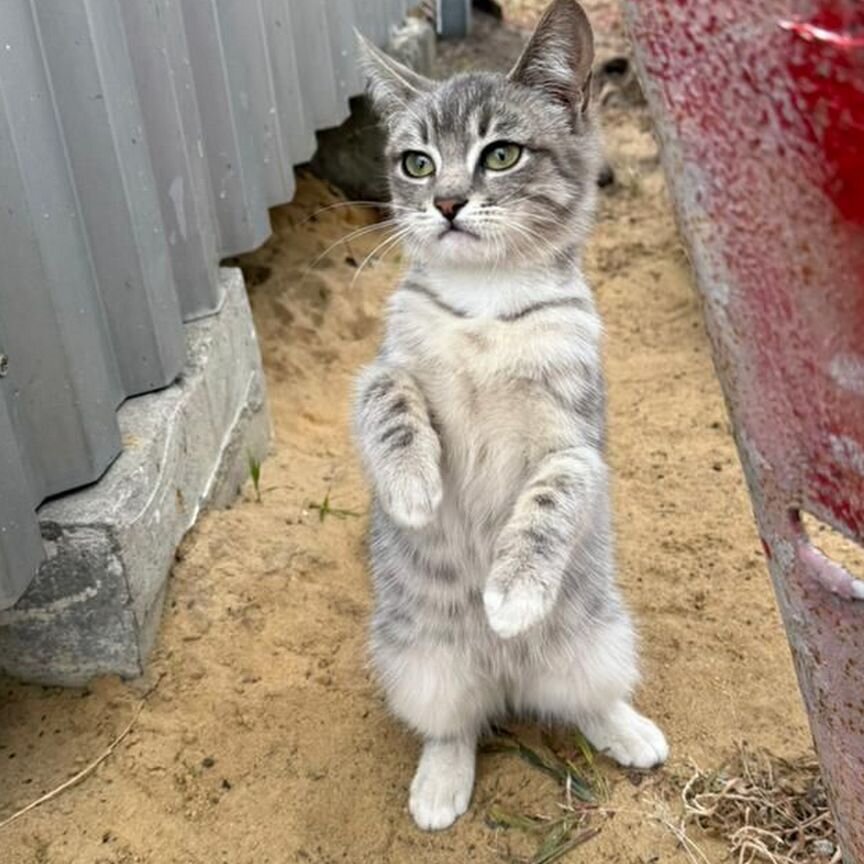 Котёнок в добрые руки