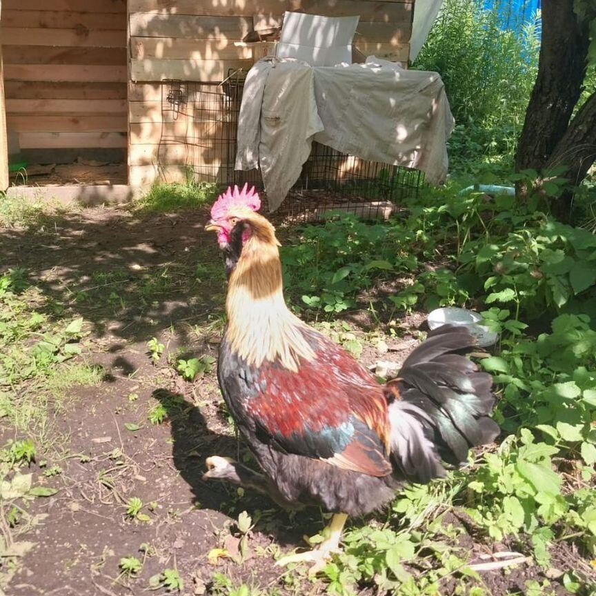 Петух