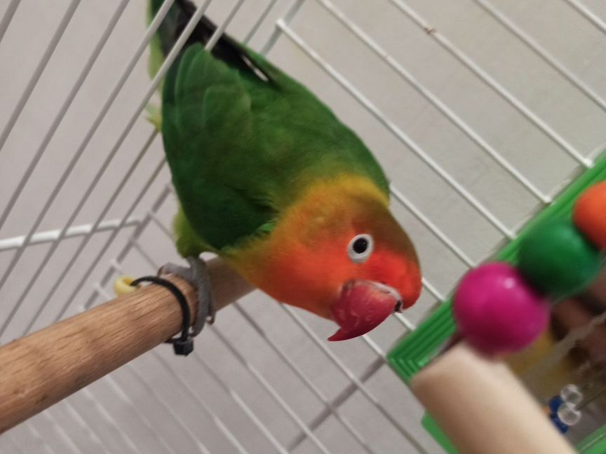 Самка неразлучника