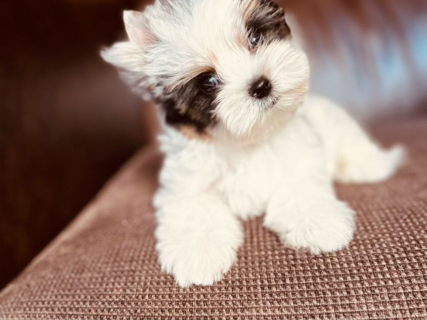 Бивер йорк девочка