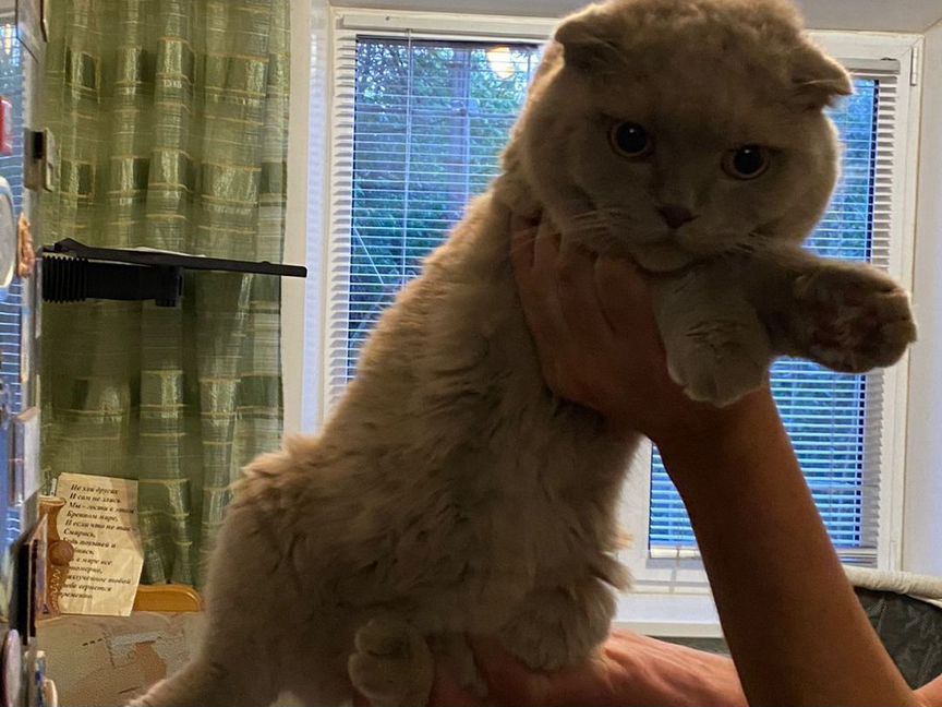 Шотландский вислоухий по кличке Пух