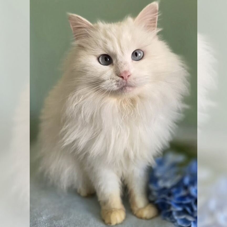 Взрослая, кошка в добрые руки