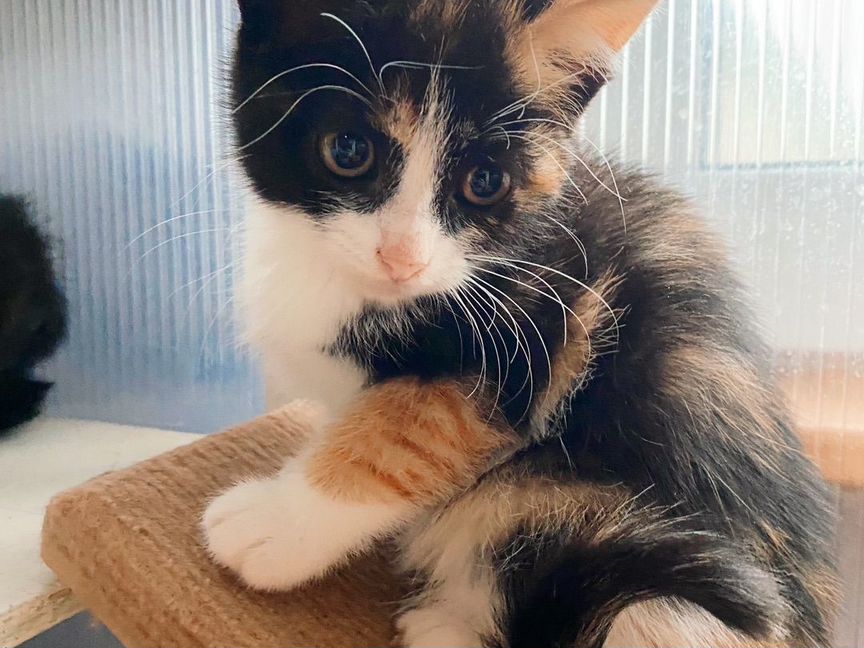 Красавица девочка котёнок трехцветка 2,5 м