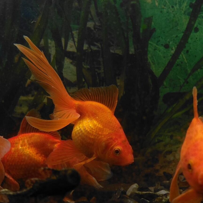 Аквариумные рыбки