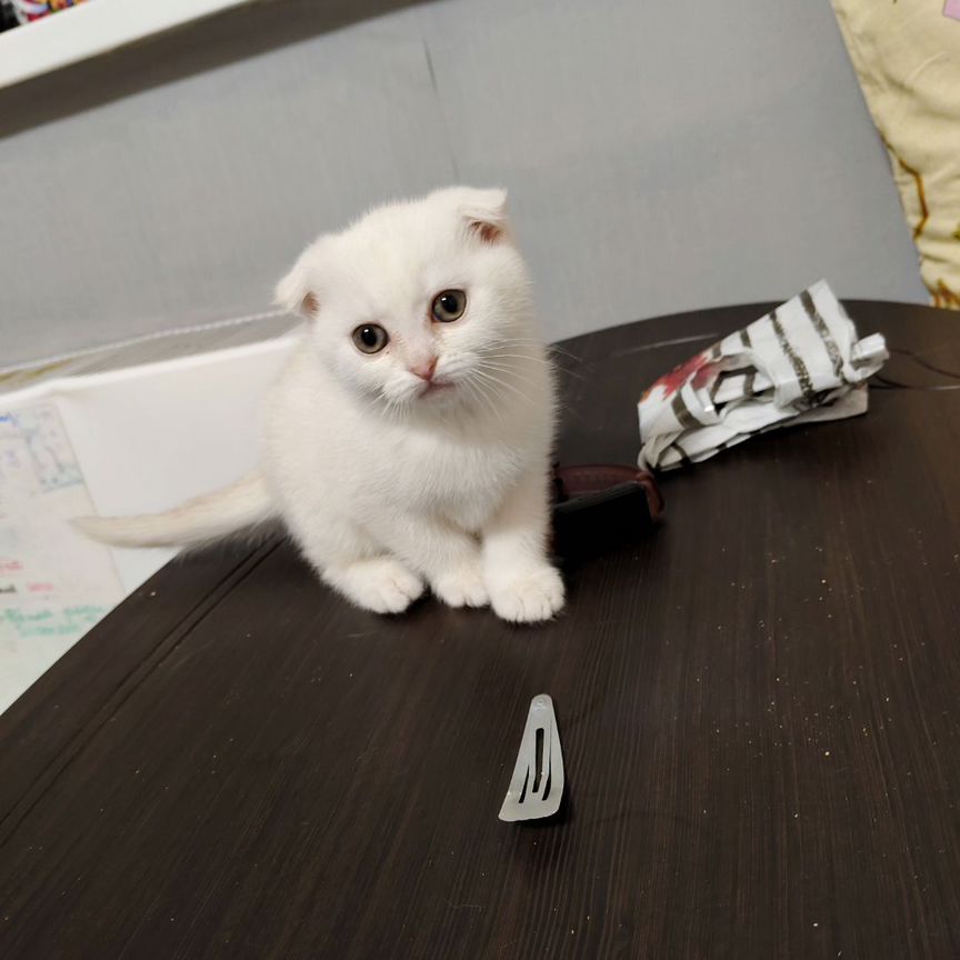 Продам котят от шотланской вислоухой