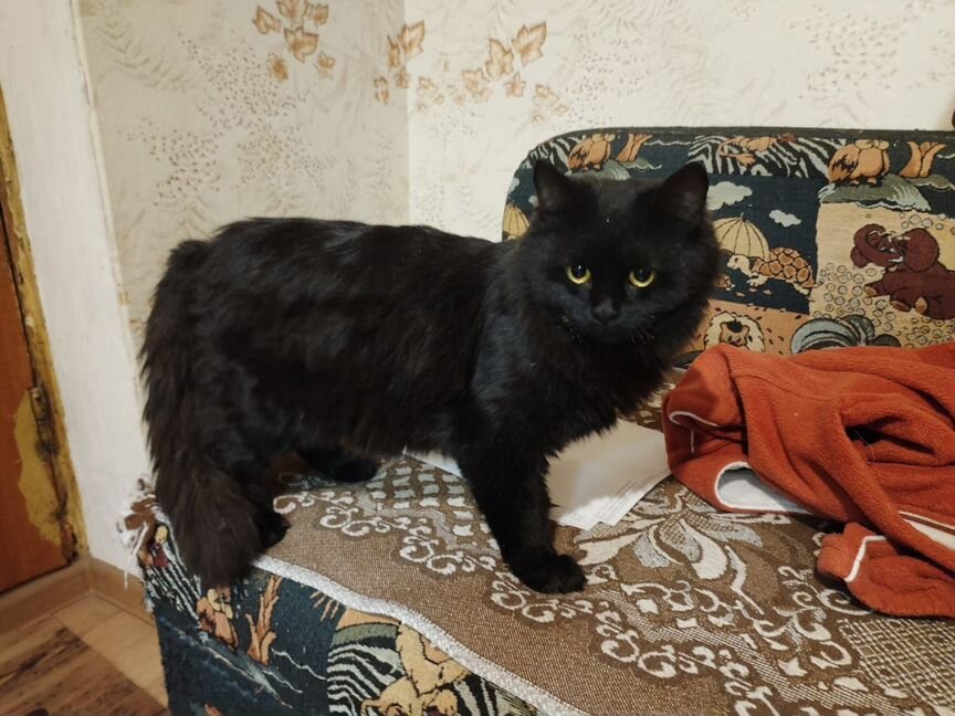 Кошка