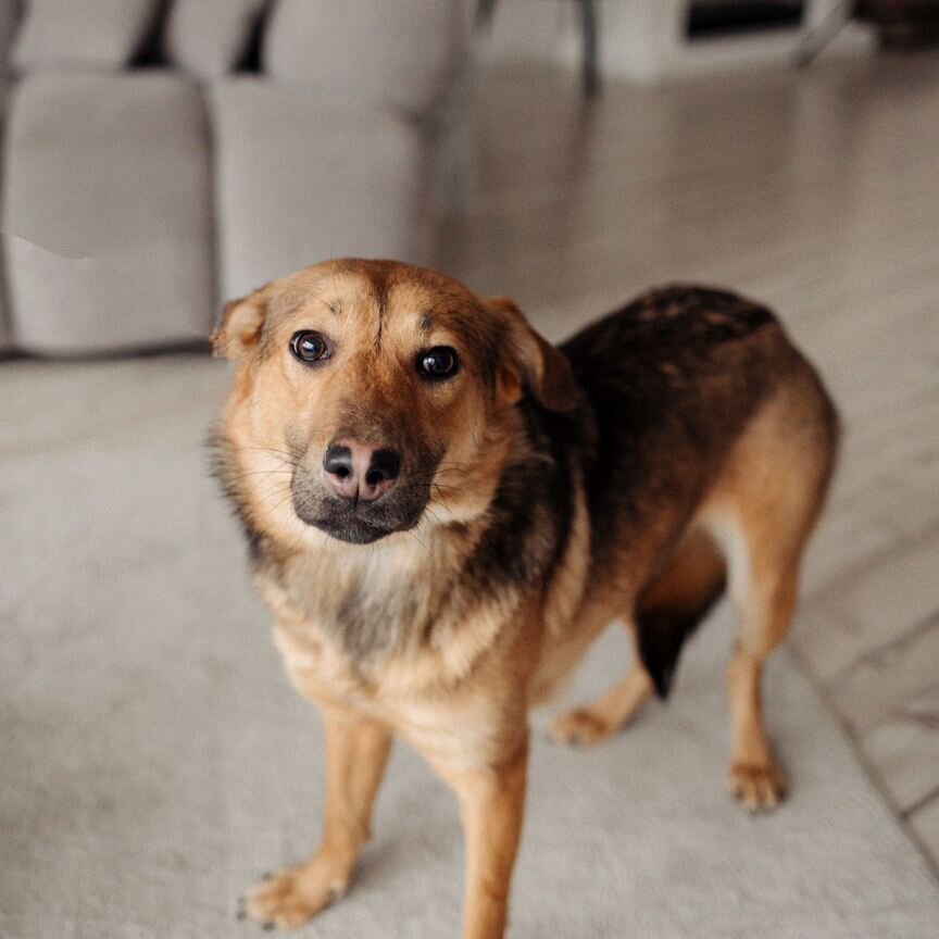 Меня зовут Весна Собака с красивым носом ищет дом